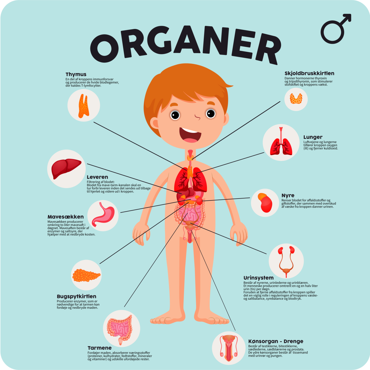 Organer dreng - Læringsmåtter - Eduplay