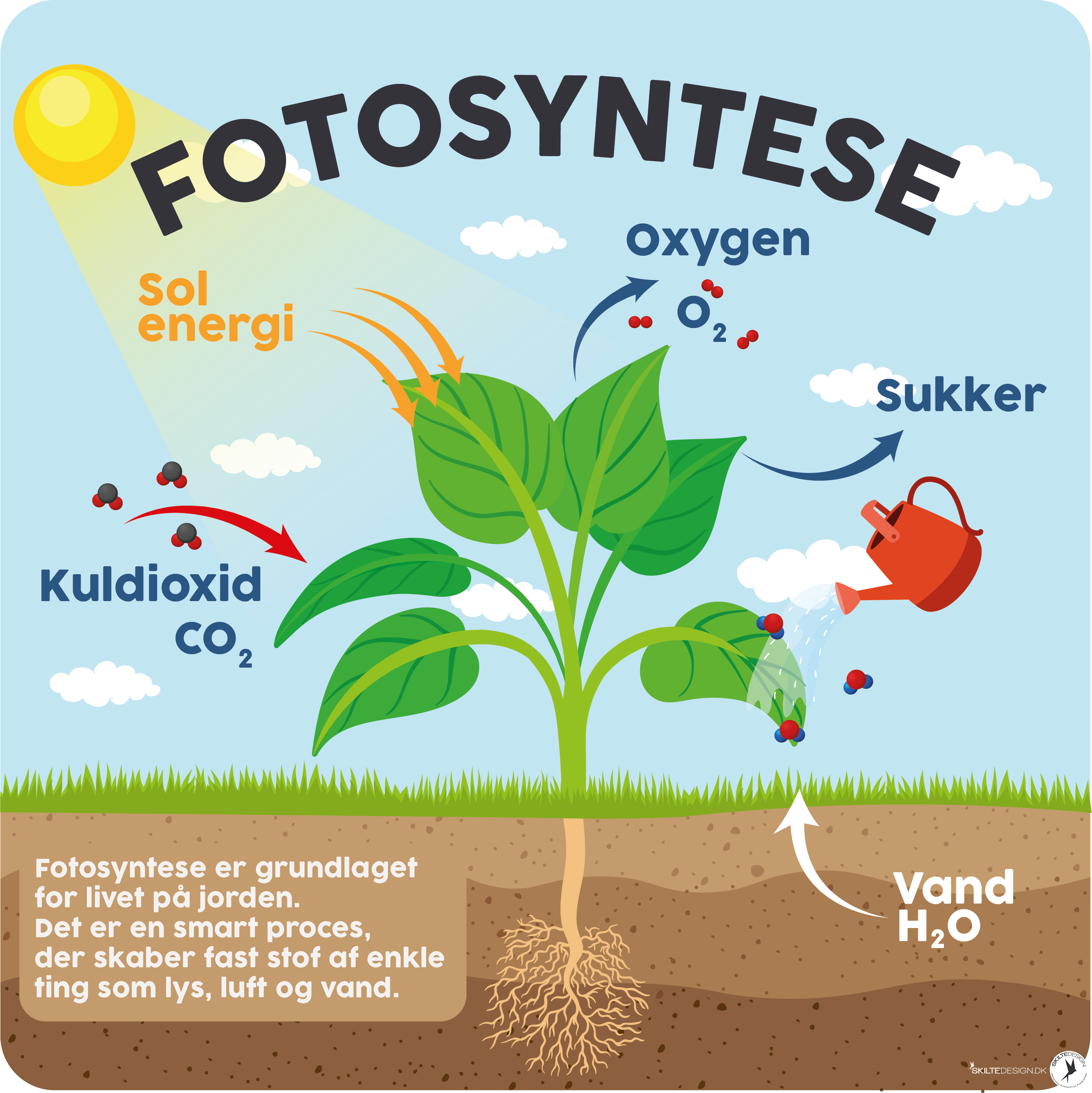 Fotosyntese - Læringstavler - Eduplay