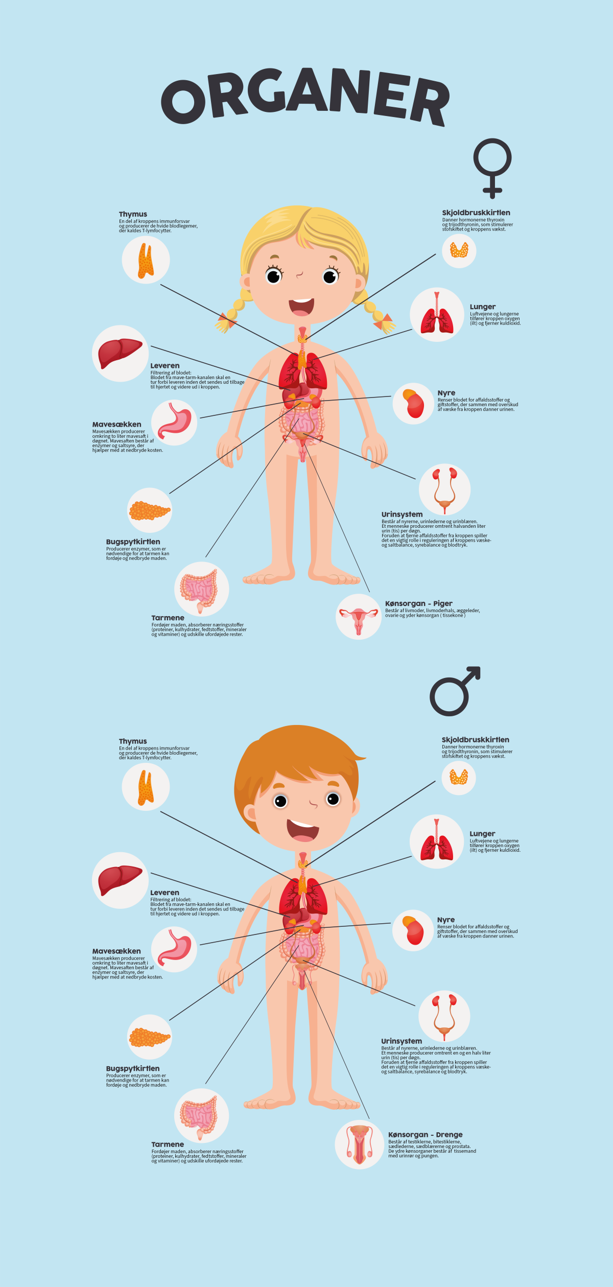 Organer - pige/dreng - Folieløsninger på døre - Eduplay