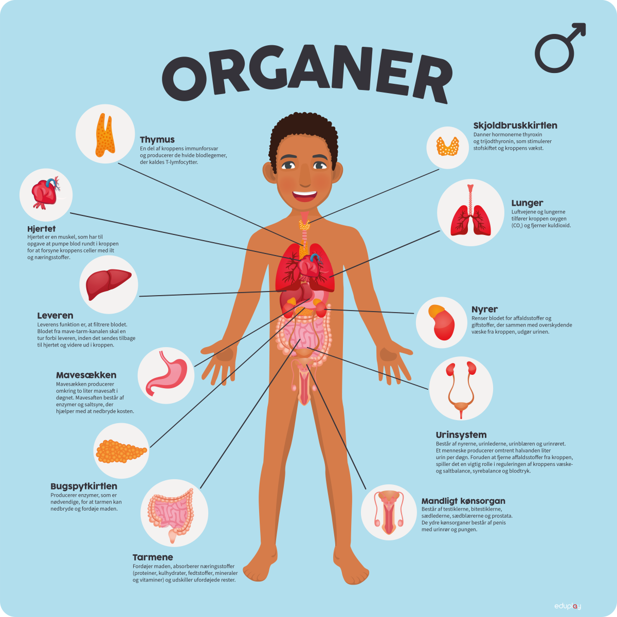 Organer - Mand - Naturfag - Eduplay