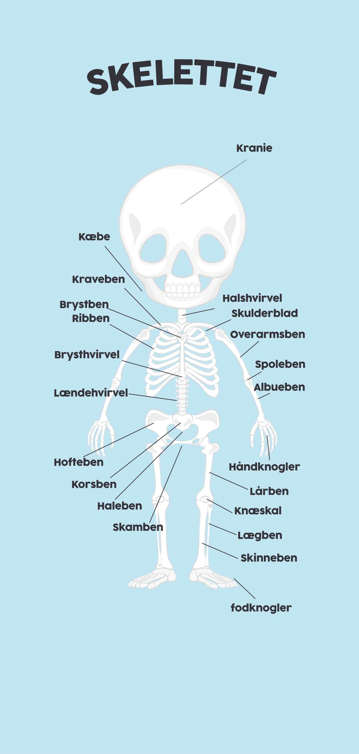 Skelettet - Folieløsninger på døre - Eduplay