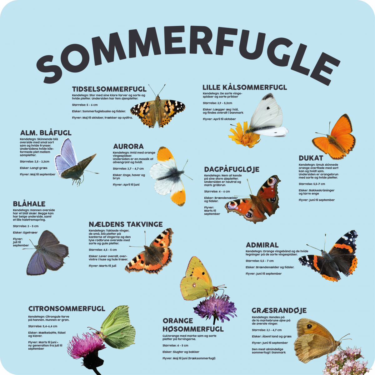 Sommerfugle - Læringstavler - Eduplay
